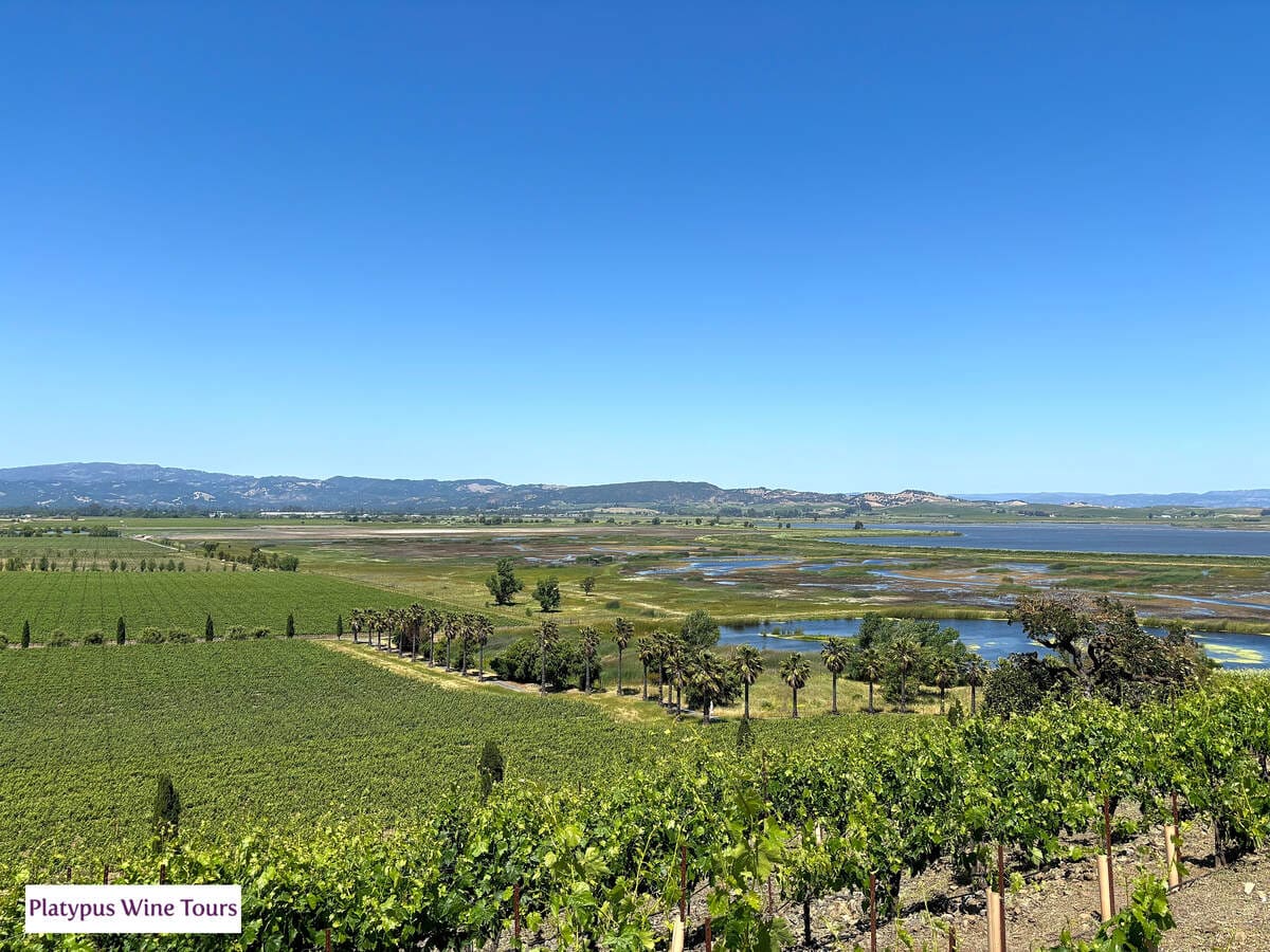 Discovering the Best Rutherford AVA Wineries in Napa Valley